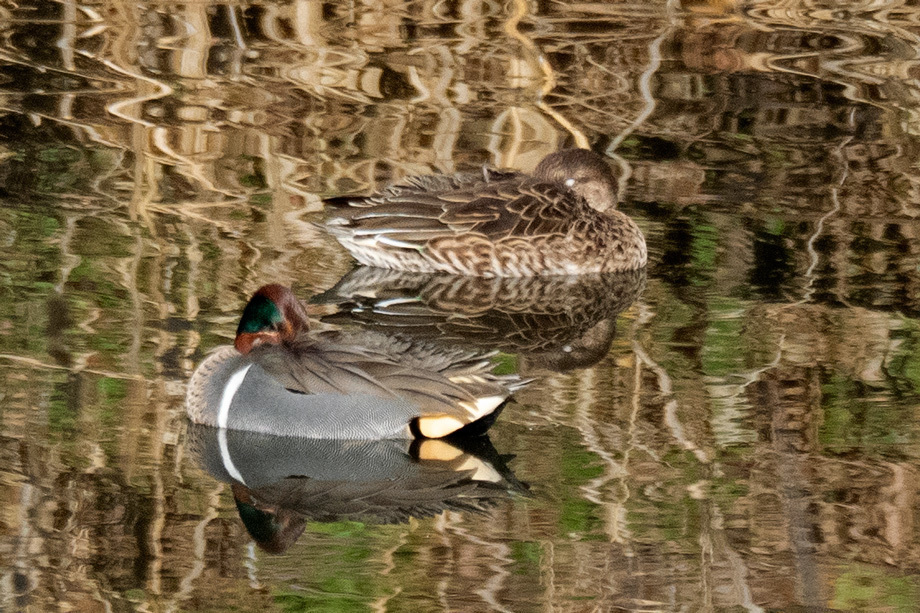 アメリカコガモ♀ American Green-winged Teal 5: 下総の野鳥 アメリカコガモ♀ American Green-winged Teal 5: 下総の野鳥