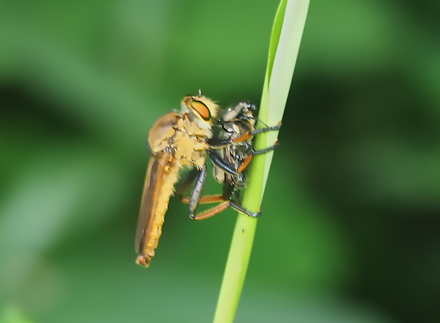 ホソミオツネントンボ Indolestes peregrinus: 下総の野鳥